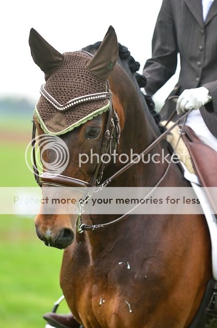 Stoere bink Perry aan het werk! • Bokt.nl