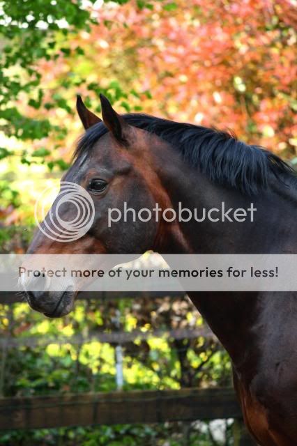 Stoere bink Perry aan het werk! • Bokt.nl